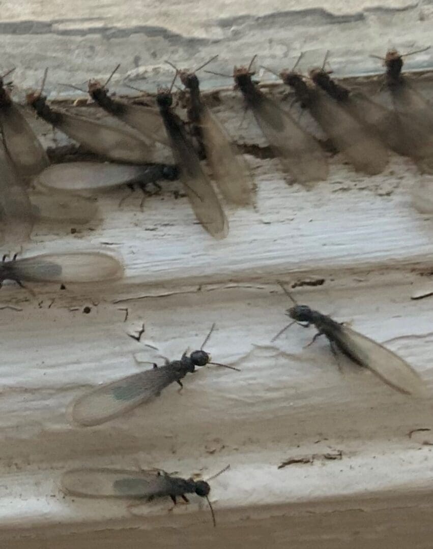 Termite Swarmers